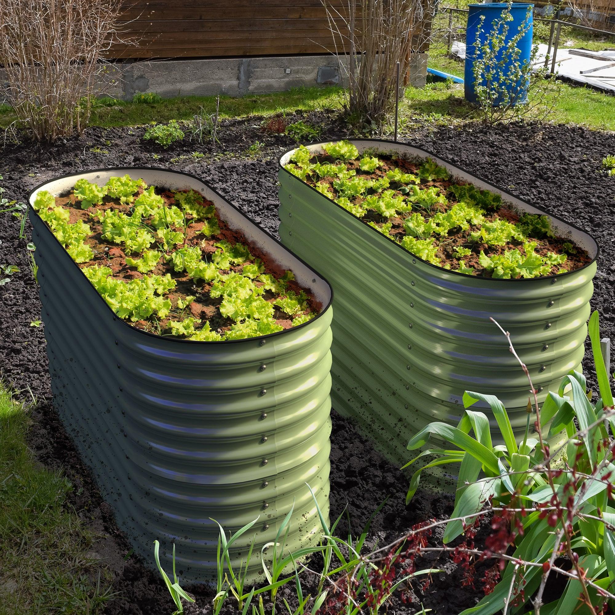 What are the magical benefits of mint planted in raised garden beds ...