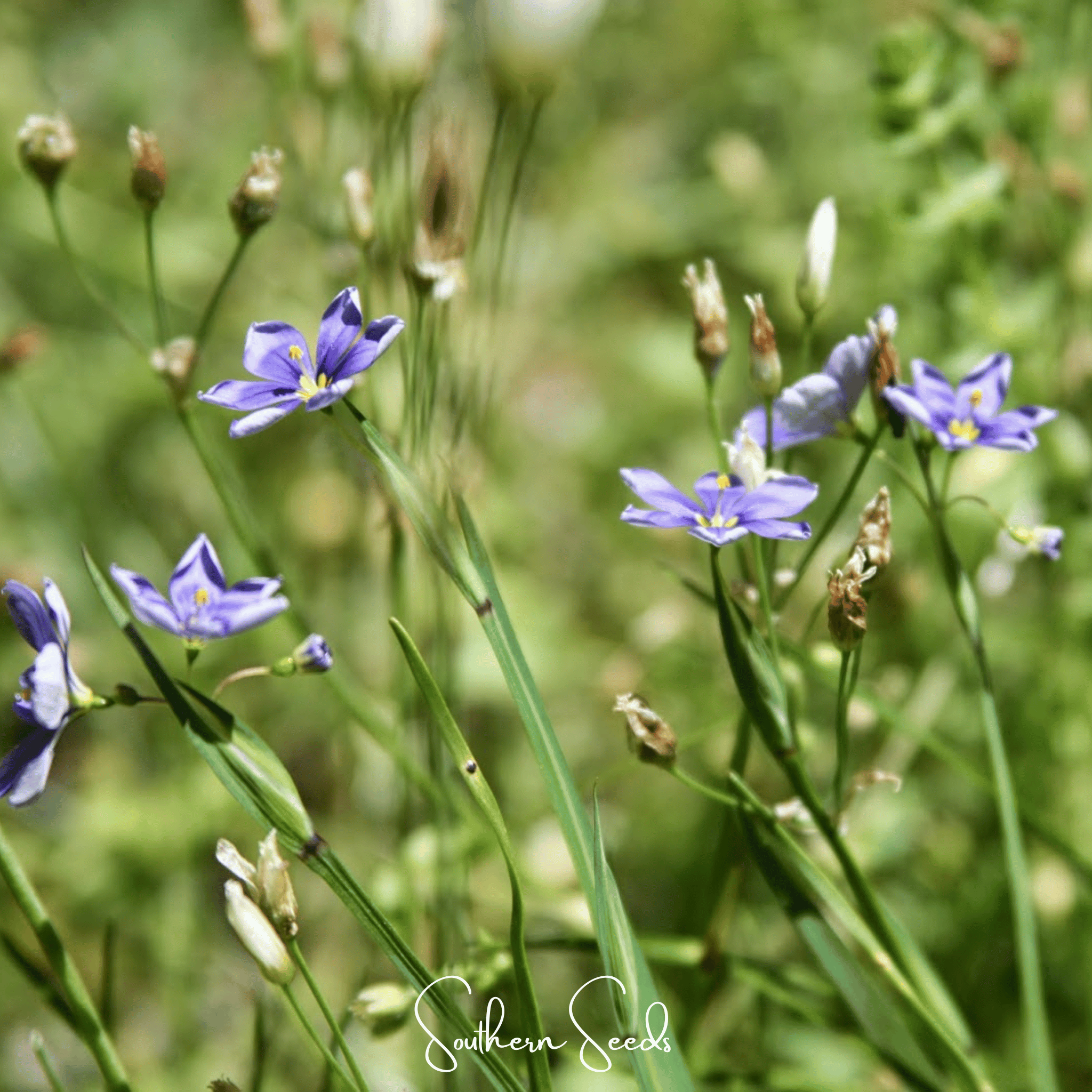 Blue Eyed Stout Grass – 50 Seeds – Ollegardenshttps://www.ollegardens ...