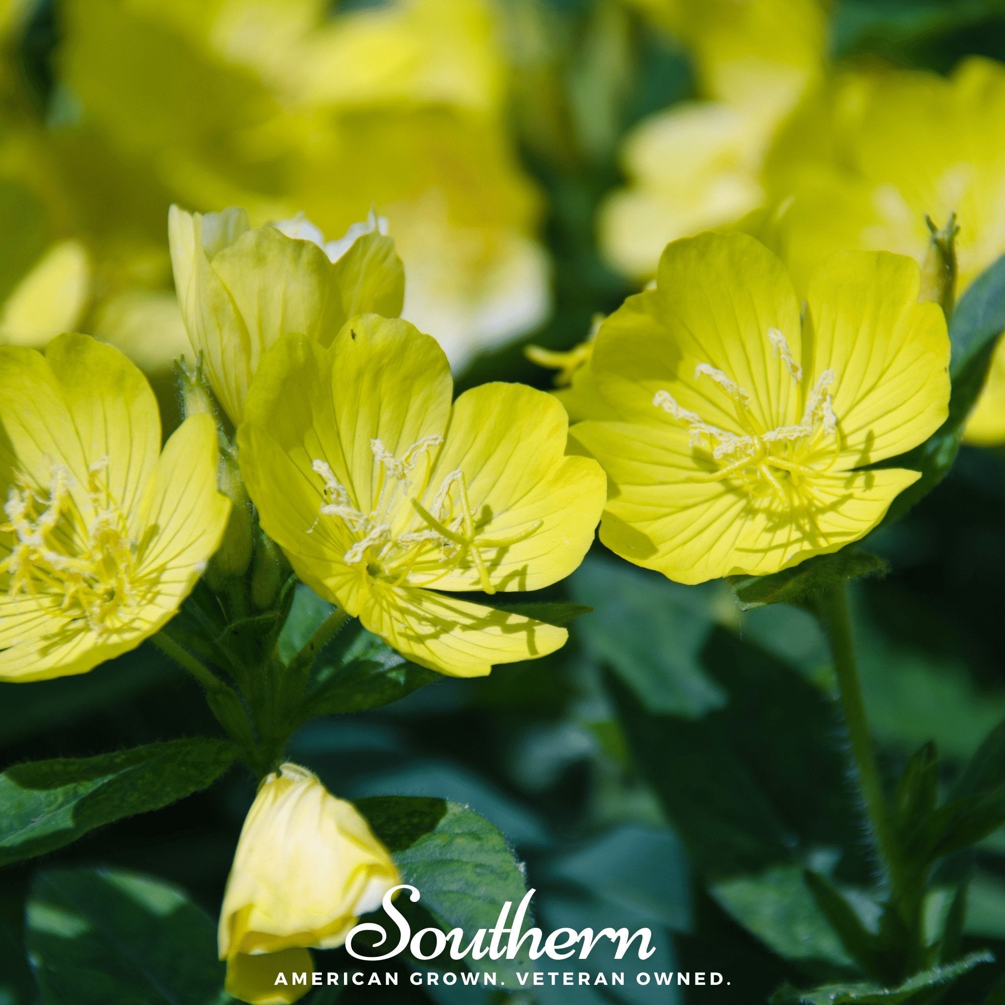 Common Evening Primrose – 100 Seeds – Ollegardenshttps://www ...