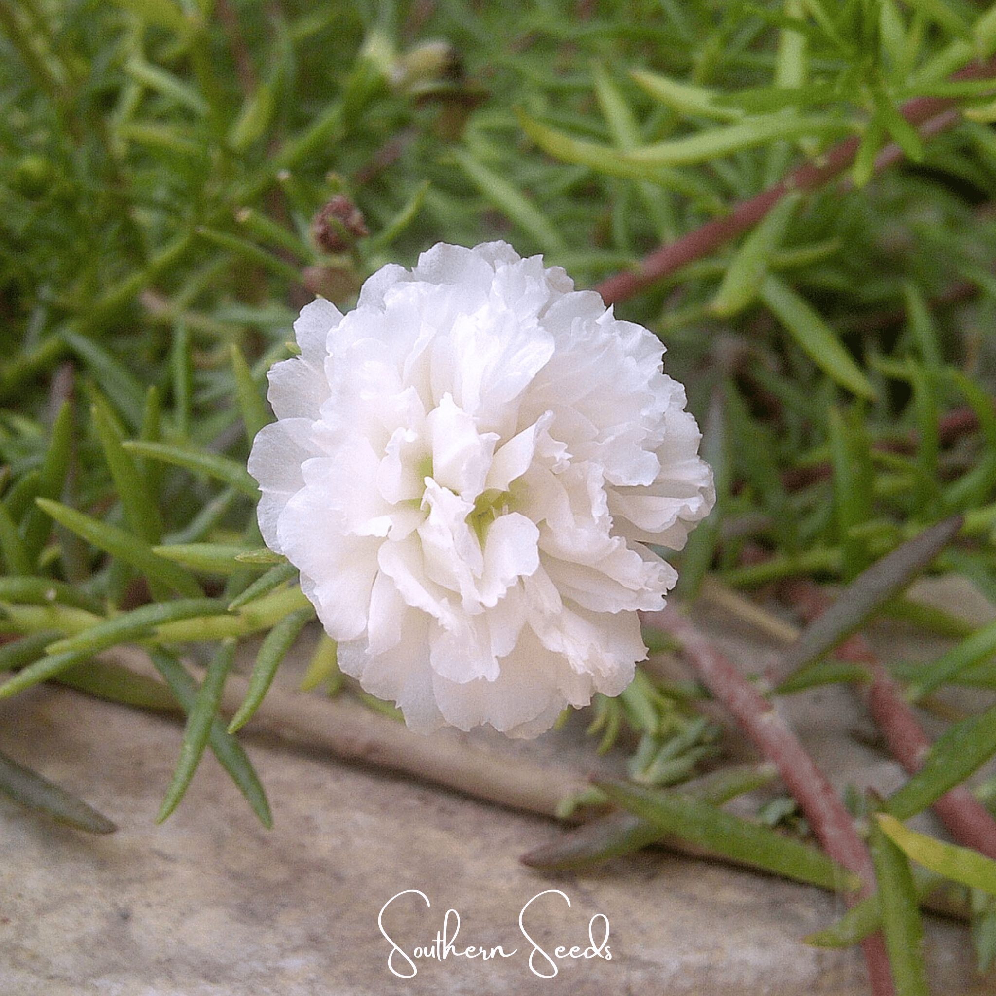 White Moss Rose – 250 Seeds – Ollegardenshttps://www.ollegardens.com ...