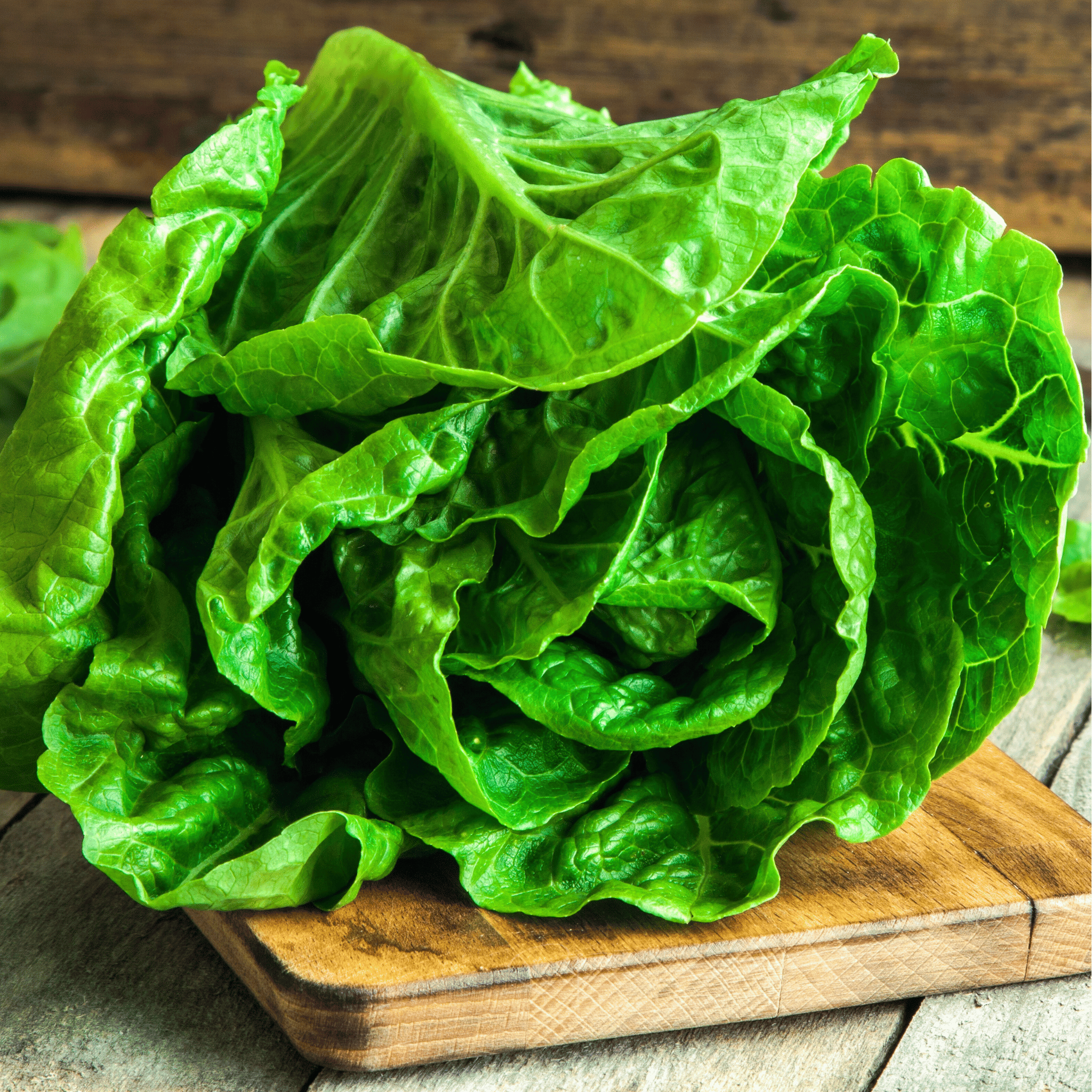 Parris Island Cos Lettuce – 500 Seeds – Ollegardenshttps://www ...