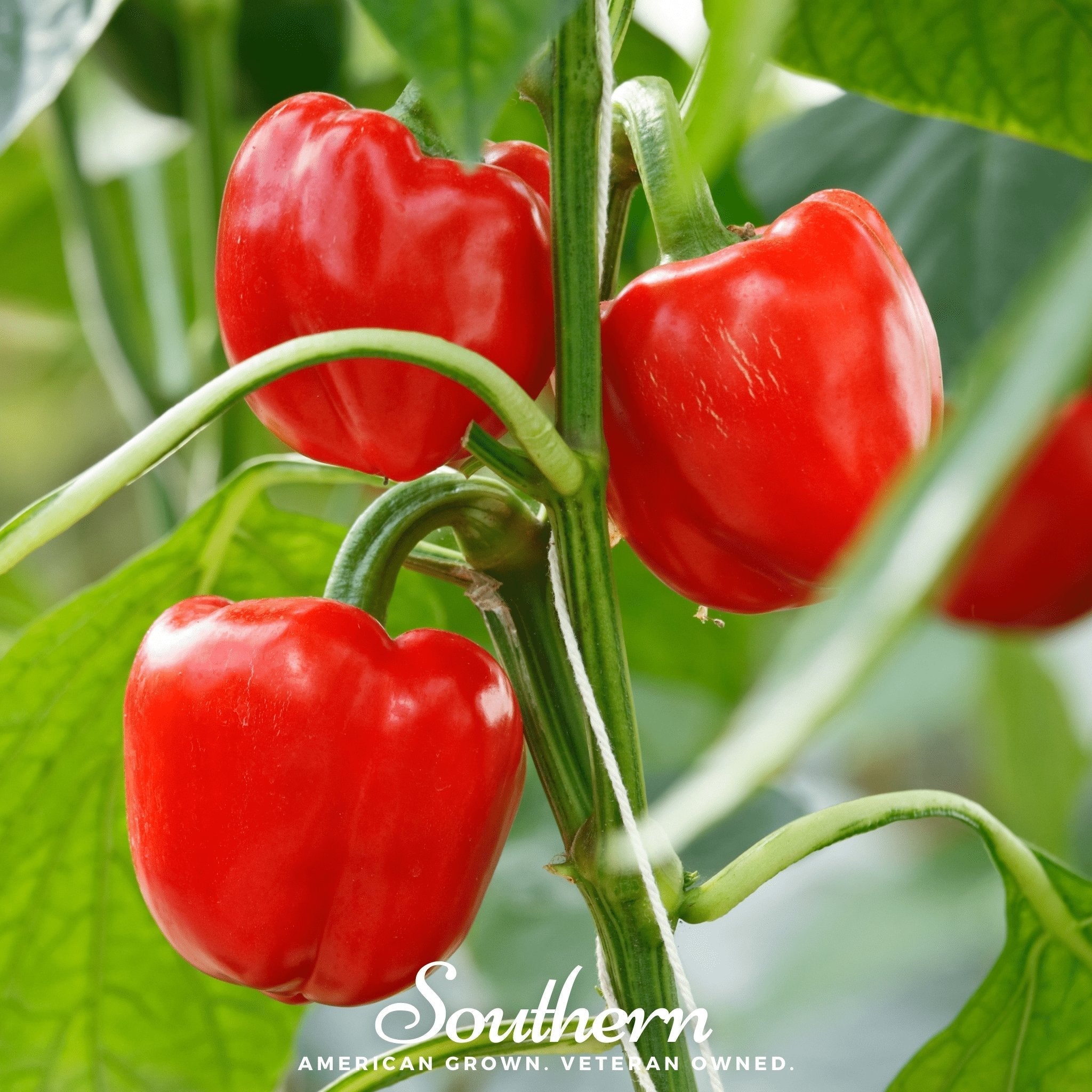 Big Red Sweet Bell Pepper – 30 Seeds – Ollegardenshttps://www ...