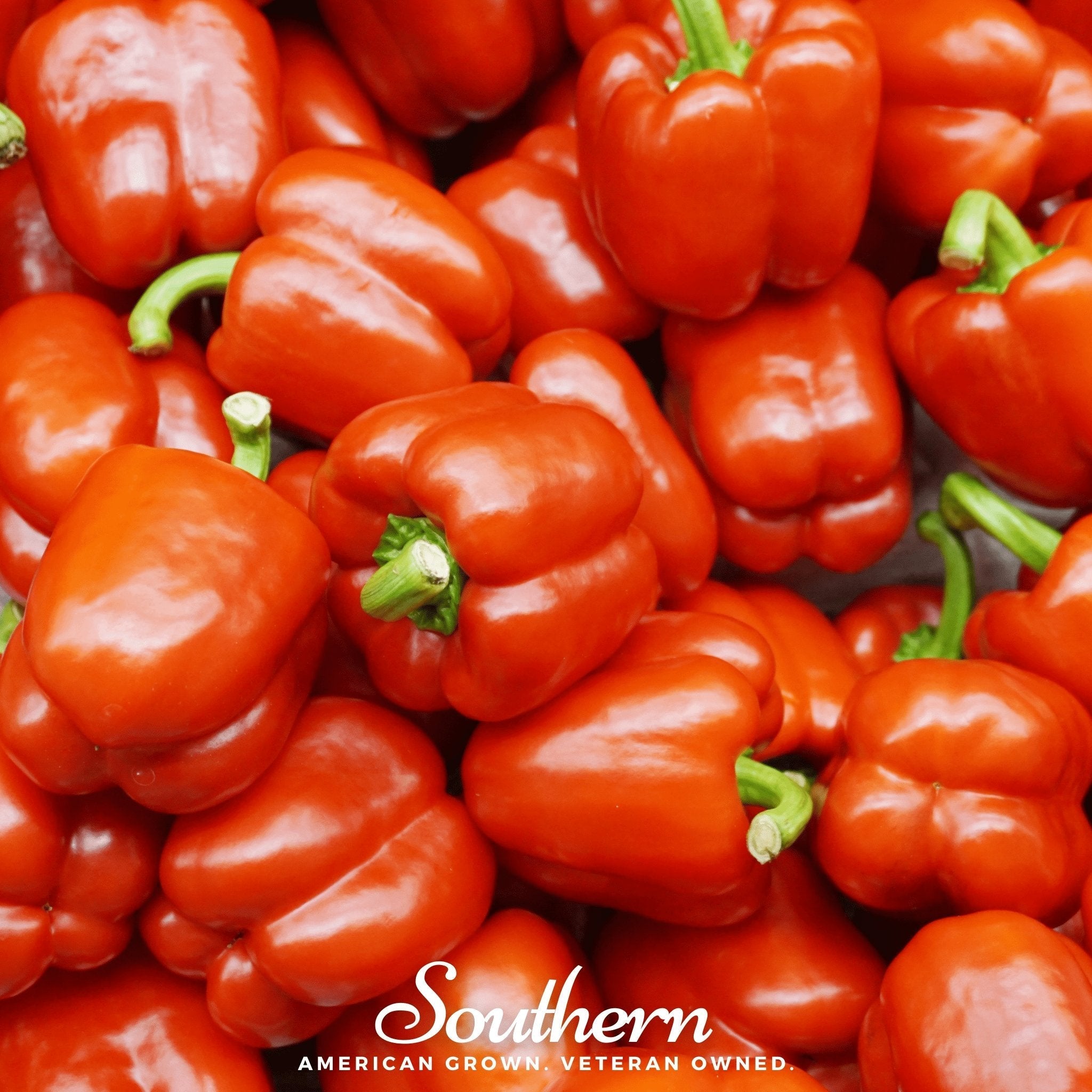 Big Red Sweet Bell Pepper – 30 Seeds – Ollegardenshttps://www ...