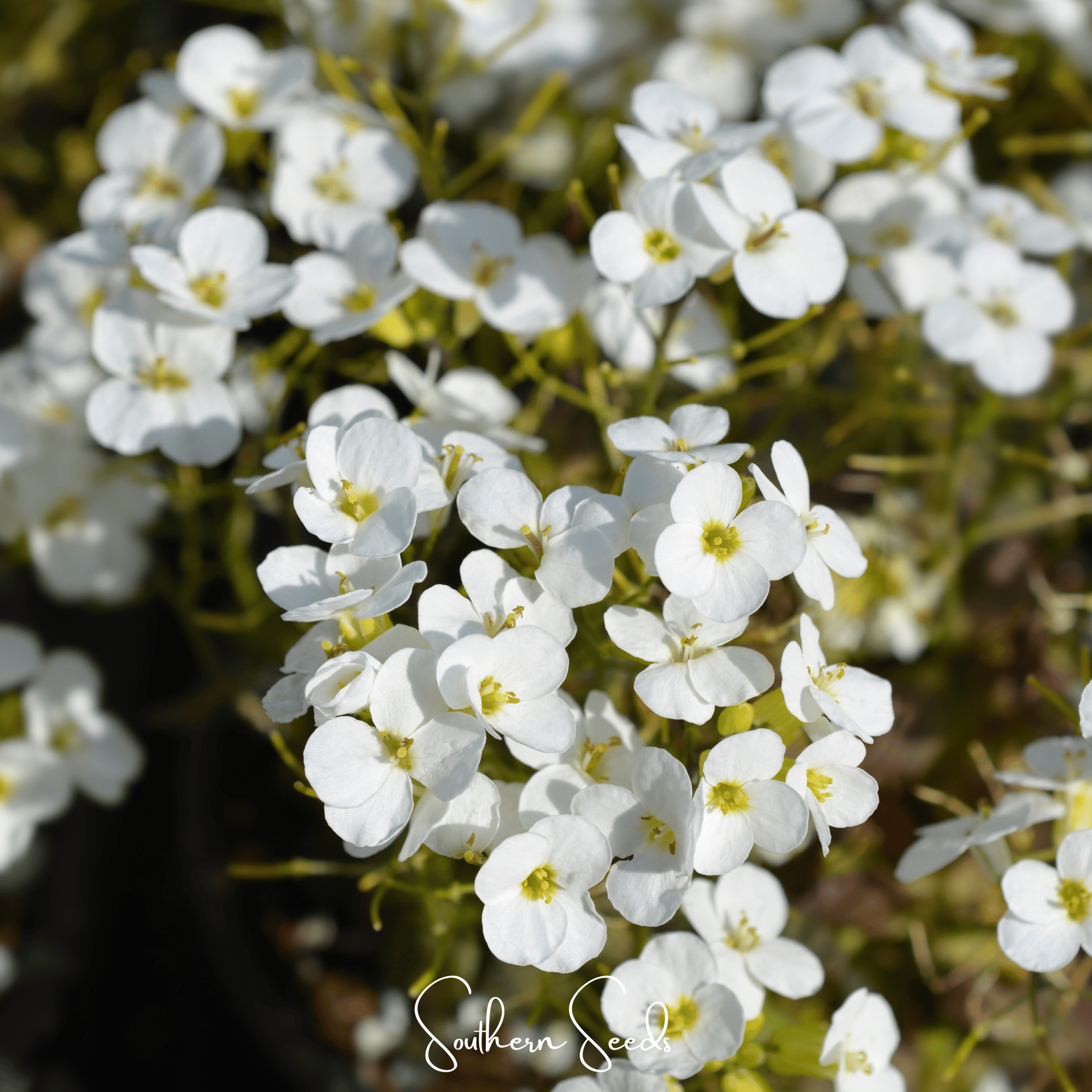 White Rockcress – 250 Seeds – Ollegardenshttps://www.ollegardens.com ...