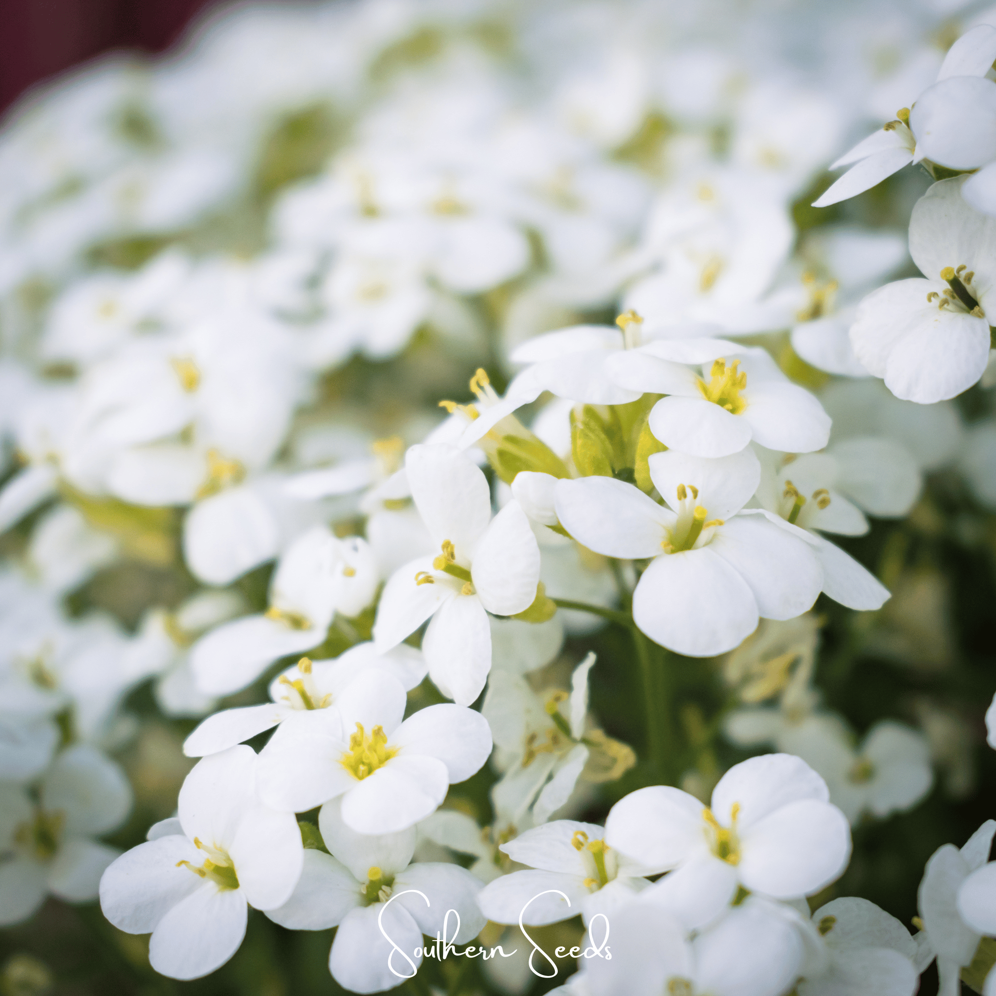 White Rockcress – 250 Seeds – Ollegardenshttps://www.ollegardens.com ...