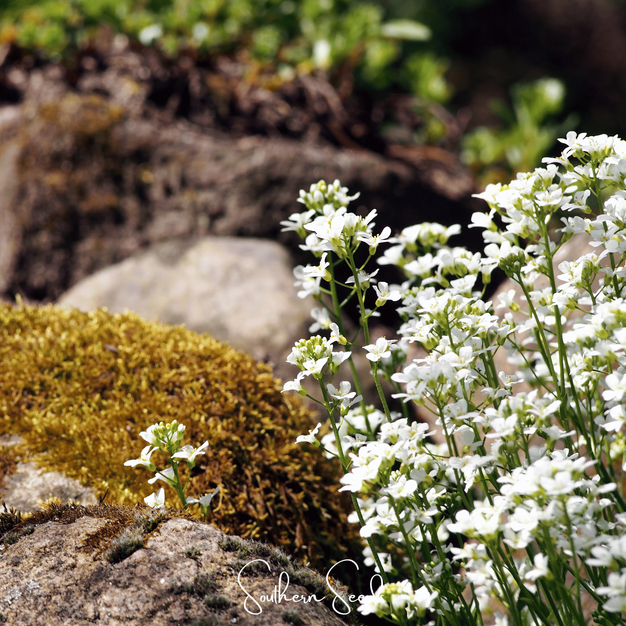White Rockcress – 250 Seeds – Ollegardenshttps://www.ollegardens.com ...